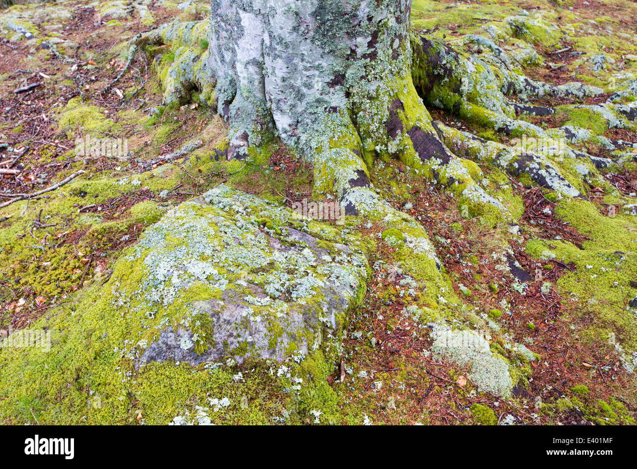 Falls of acharn scotland hi-res stock photography and images - Alamy