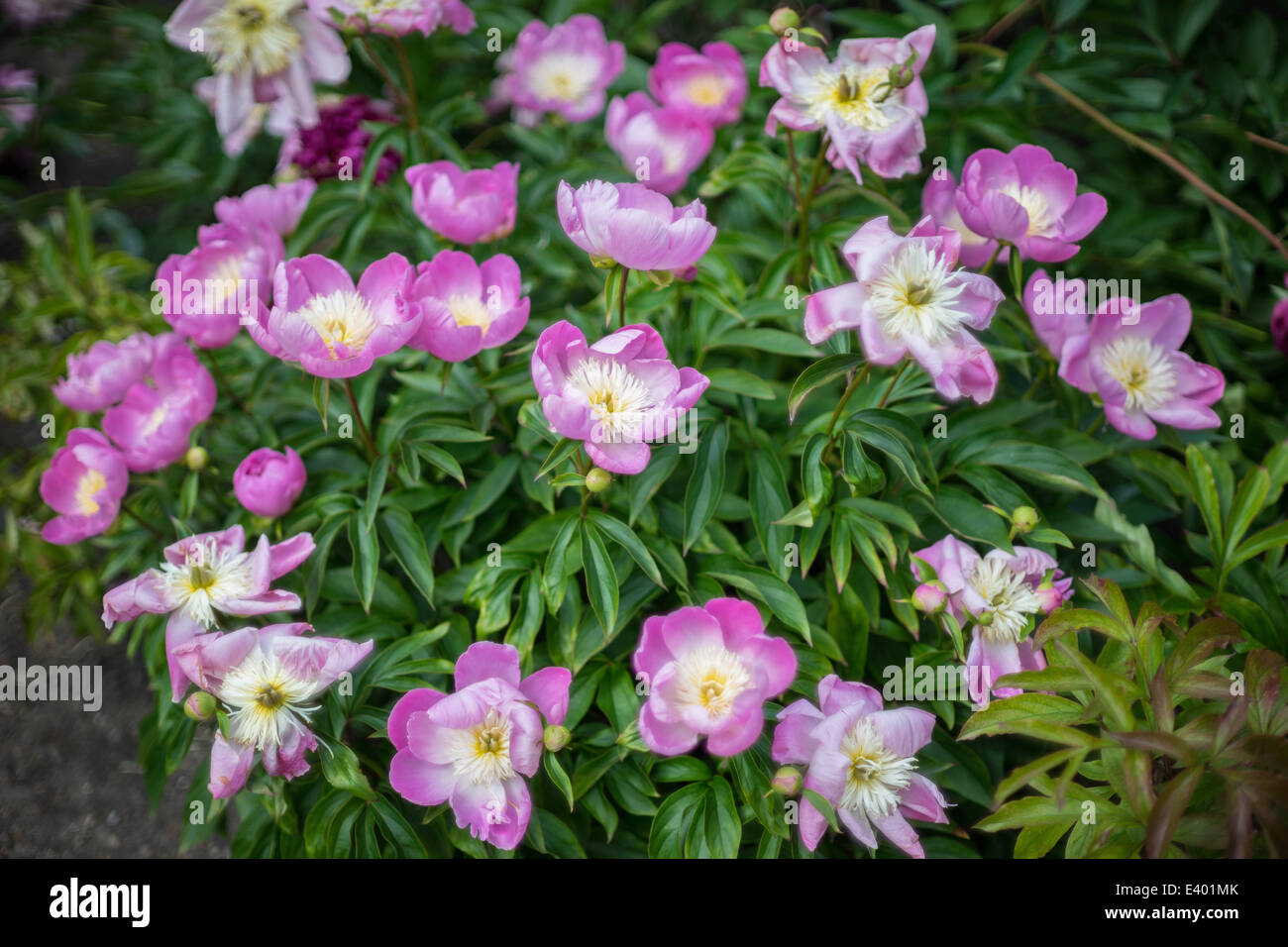 Pink in bloom hi-res stock photography and images - Alamy