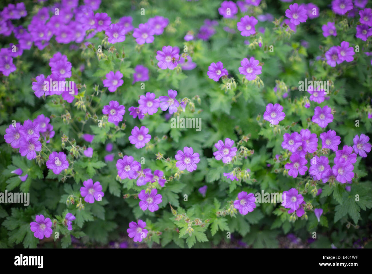 Purple geranium flowers close up Stock Photo - Alamy