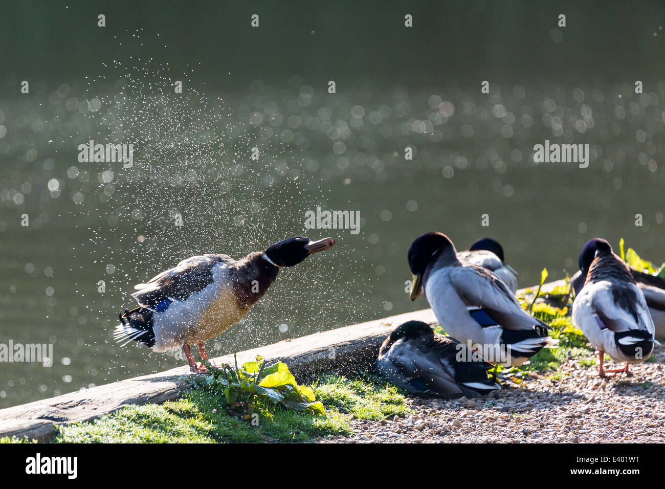 Mallard duck drying itself. Norfolk Broads England UK Stock Photo - Alamy
