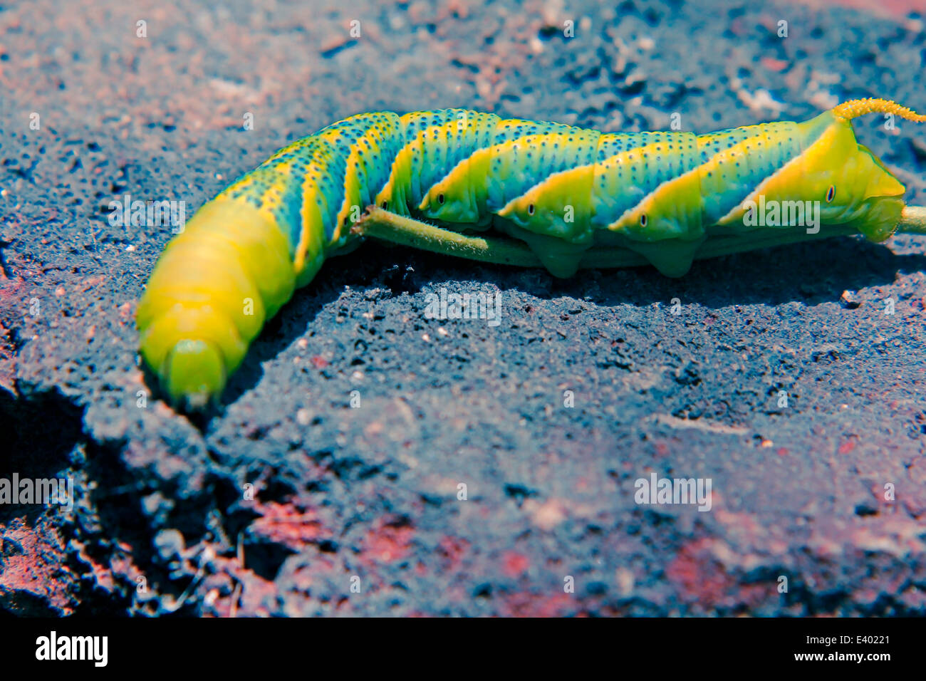 Death of caterpillars hi-res stock photography and images - Alamy