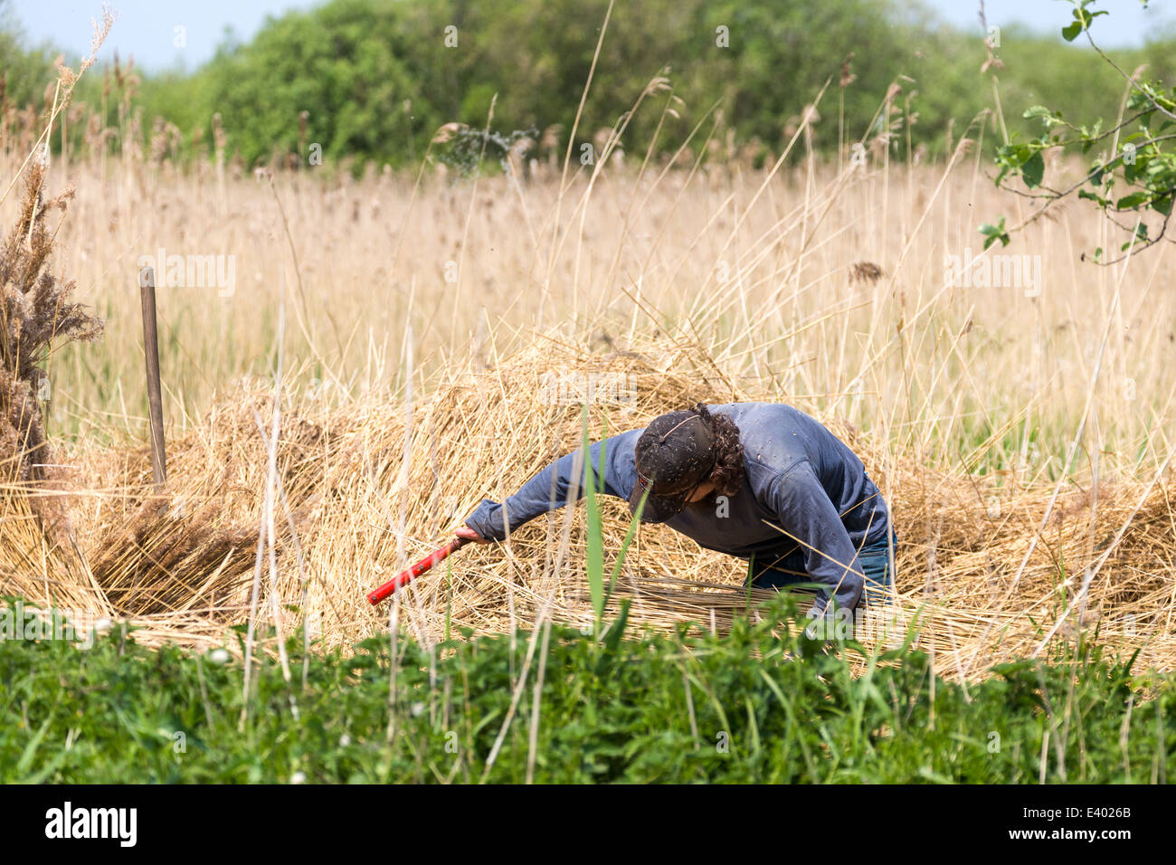 Reed cutting and preparation at Ward Marsh,Norfolk England UK Stock ...