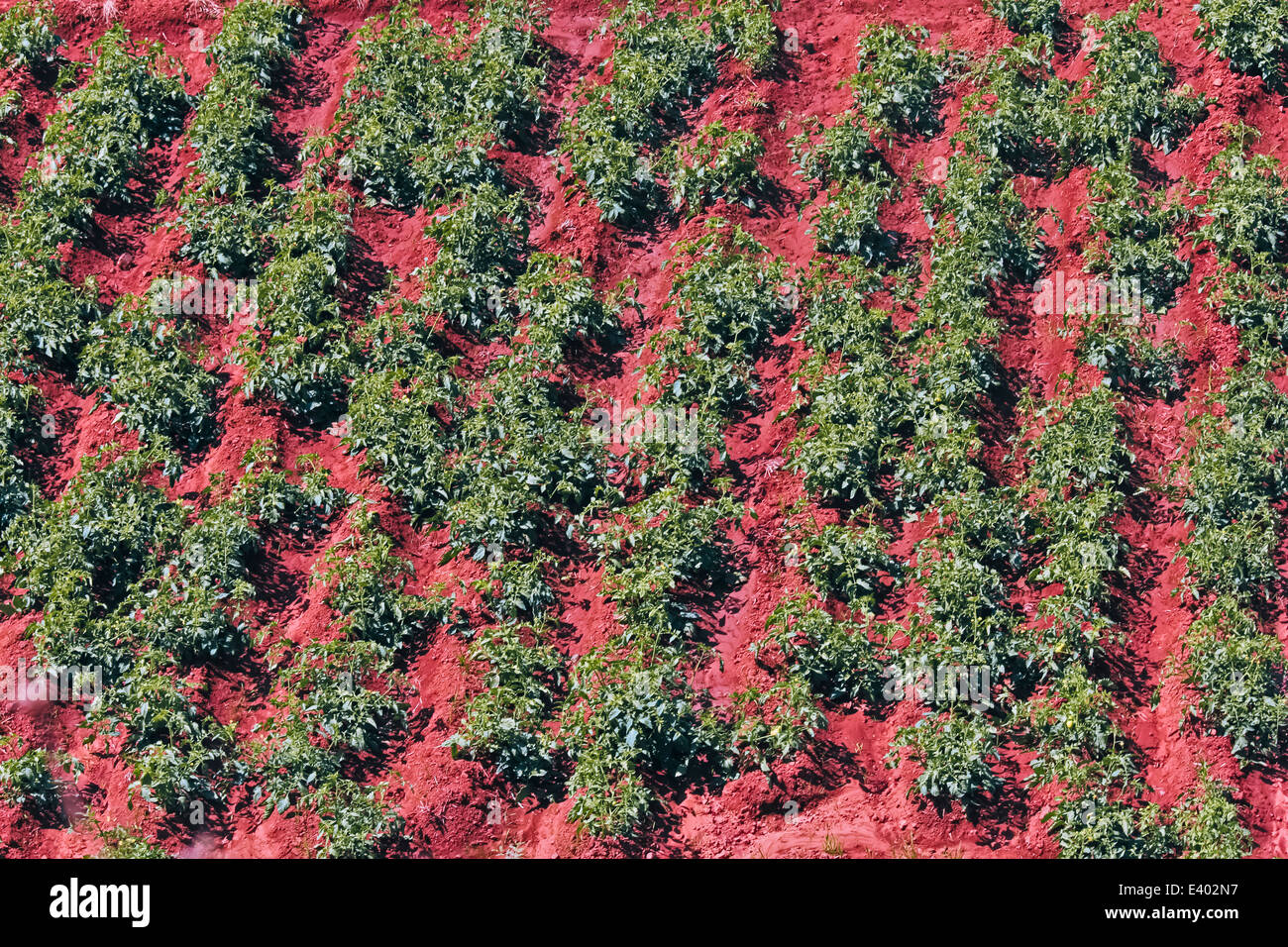 Tomato field hi-res stock photography and images - Alamy