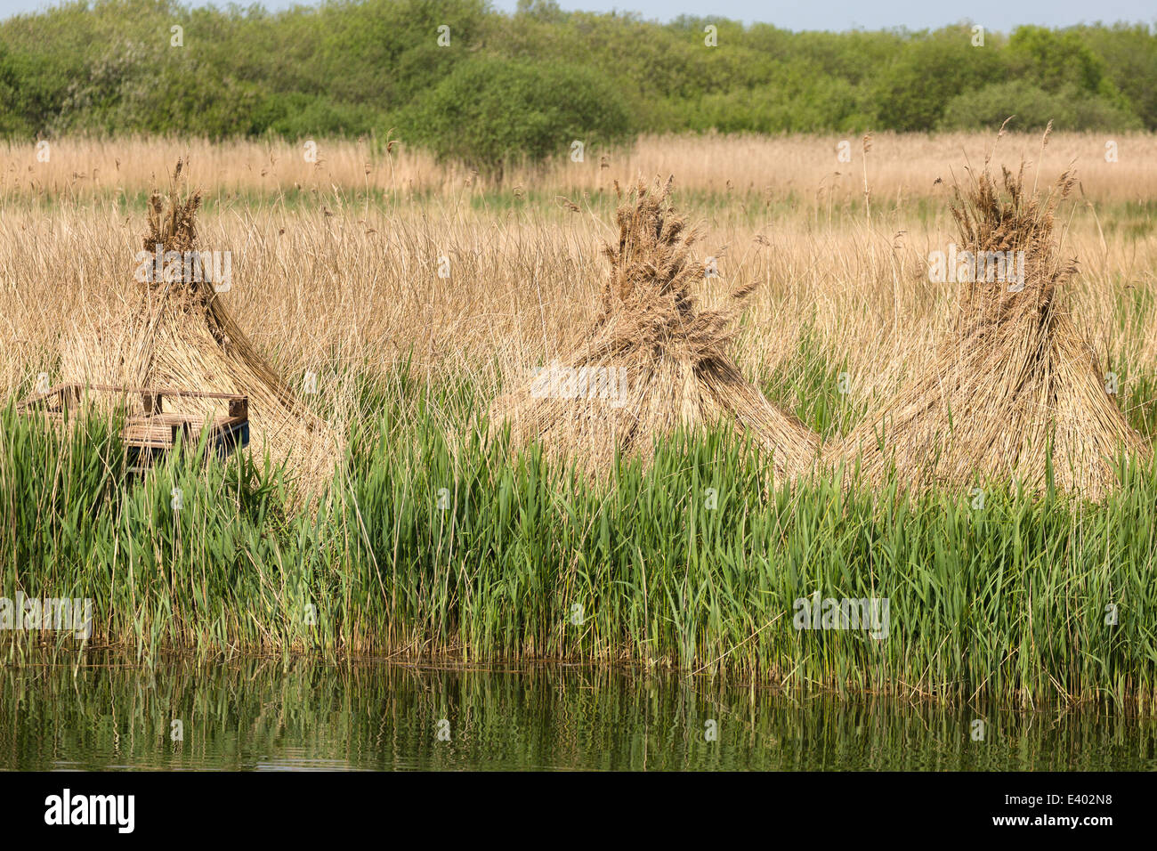 Reed cutter for the norfolk broads hi-res stock photography and images ...