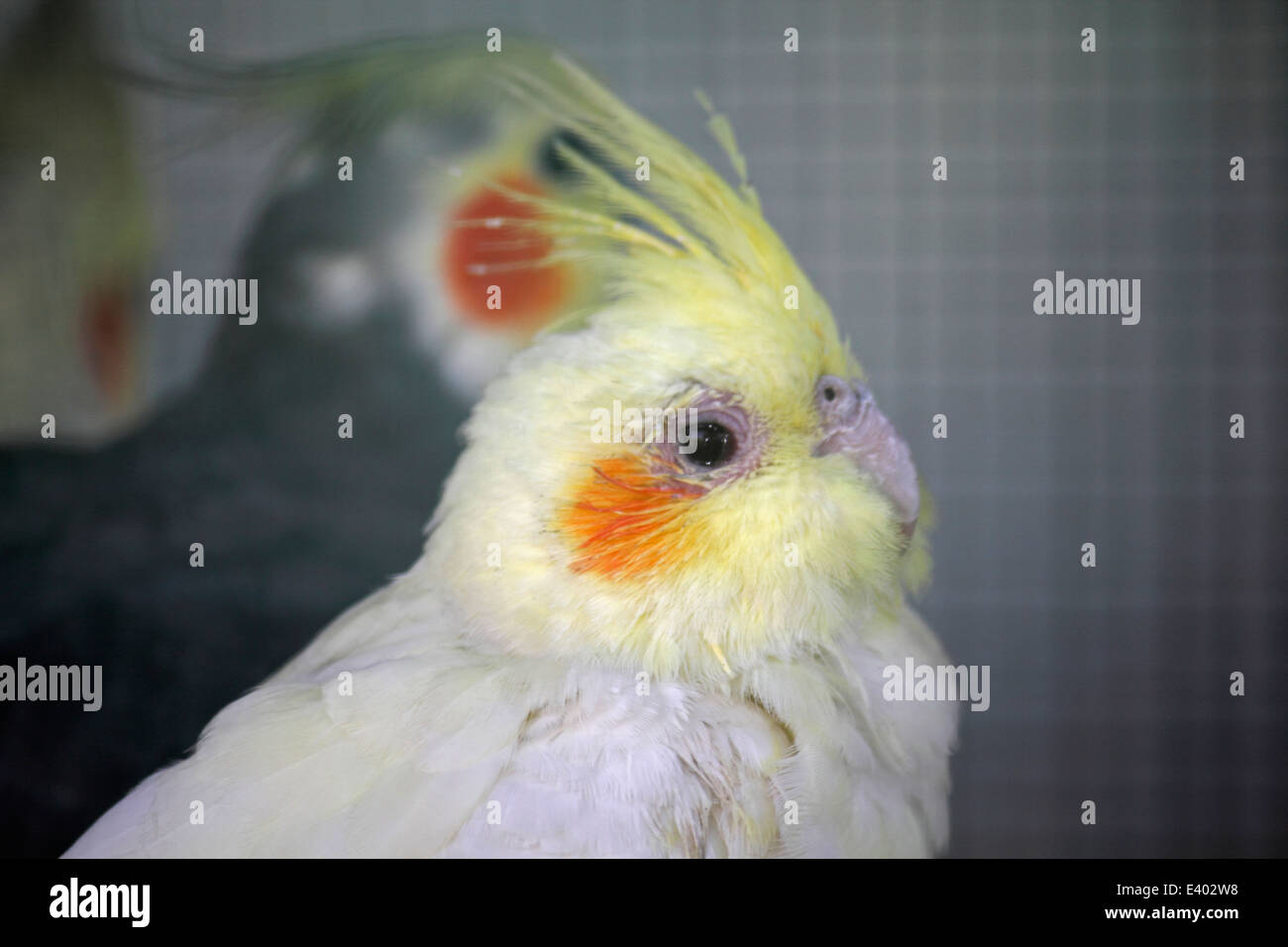 Lutino cockatiel hi-res stock photography and images - Alamy
