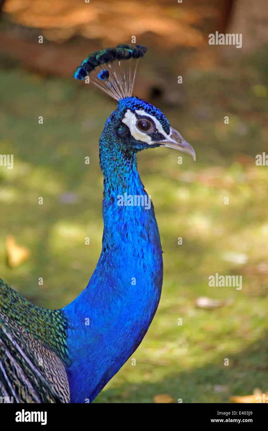 Pheasants and Partridges (Phasianidae) Indian Peafowl (Pavo cristatus ...