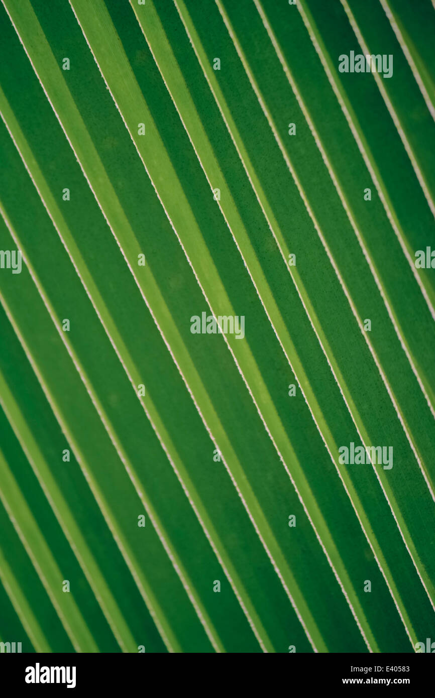 Coconut leaf hi-res stock photography and images - Alamy