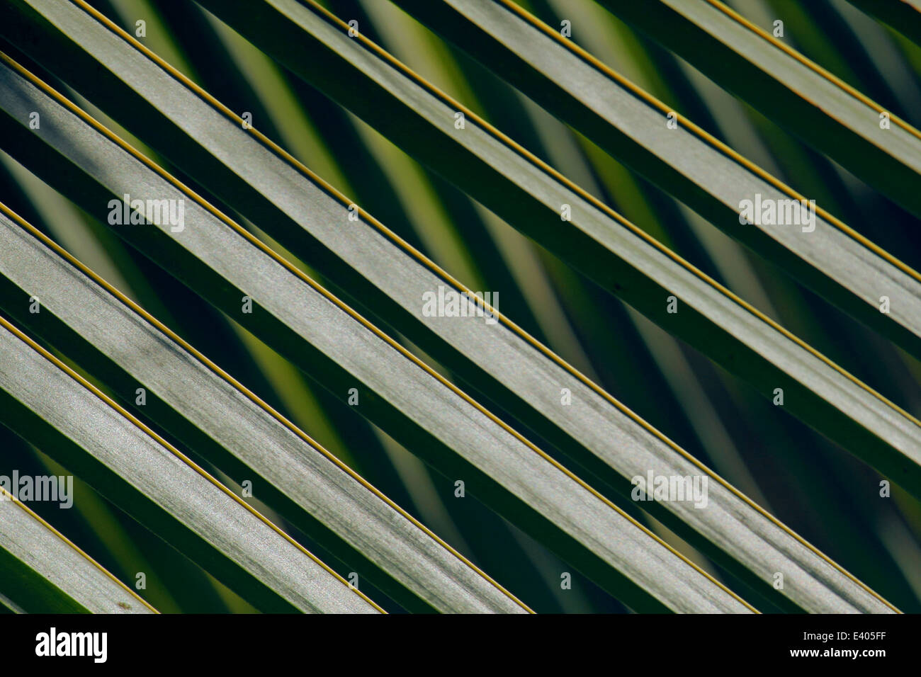 Green coconut leaf pattern Stock Photo - Alamy