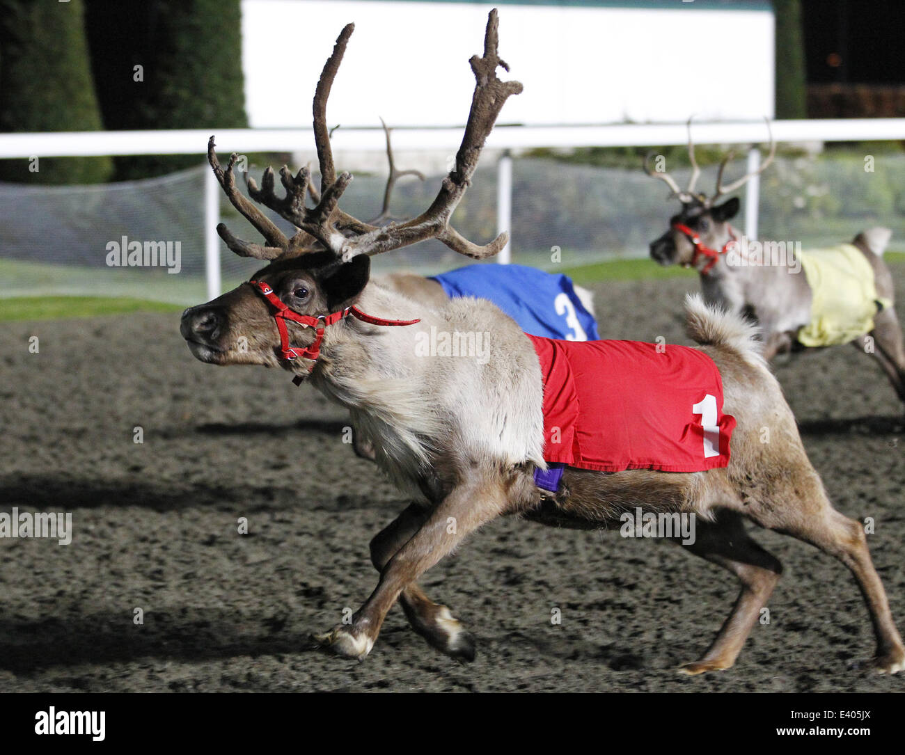 Kempton Park Racecourse holds Reindeer Racing. Dasher the reindeer went ...