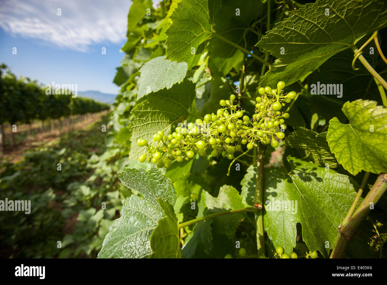 Closeup of grape cluster on grapevine "Vranec" in beginning stage of ...