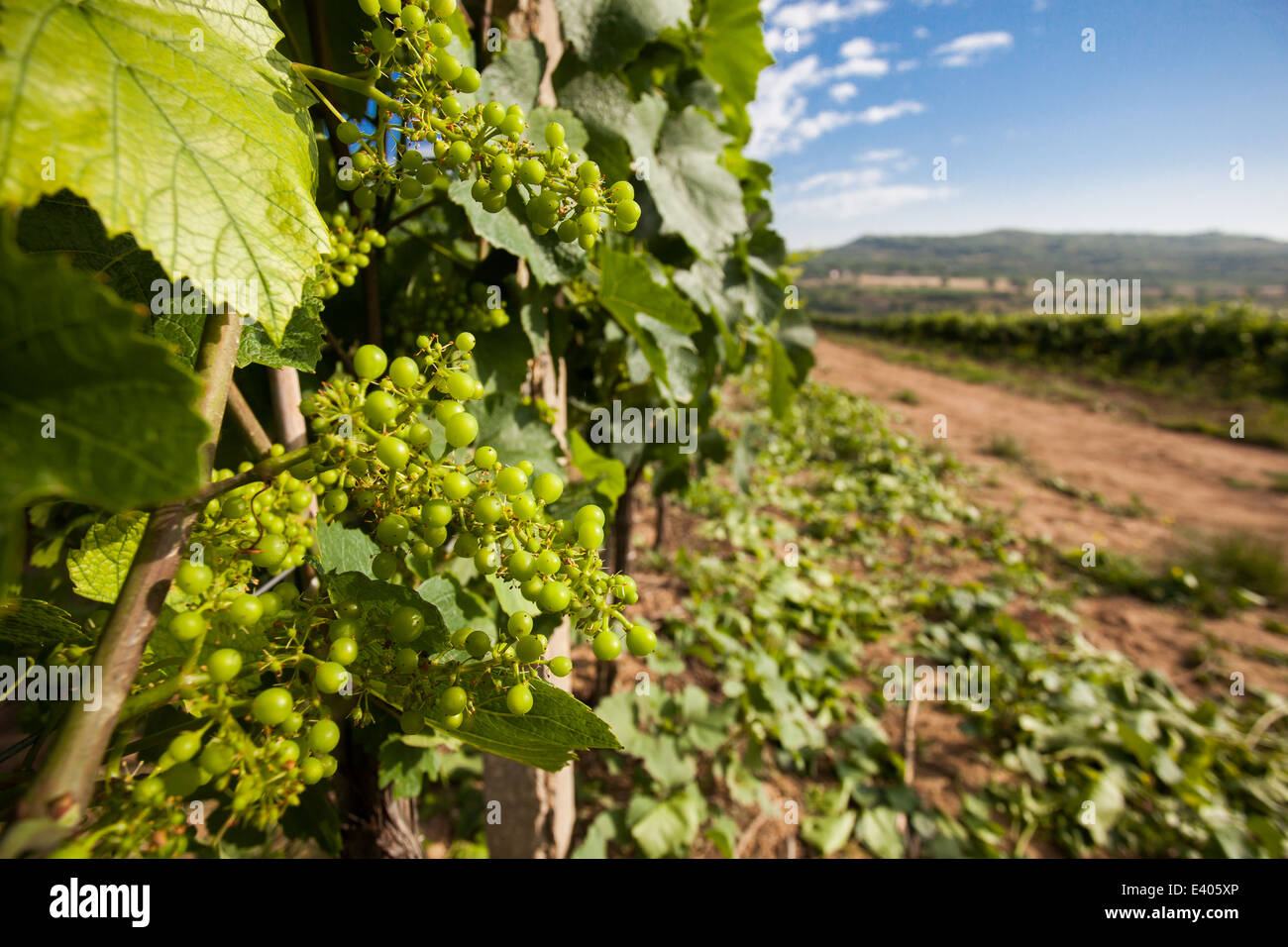 Vranec hi-res stock photography and images - Alamy
