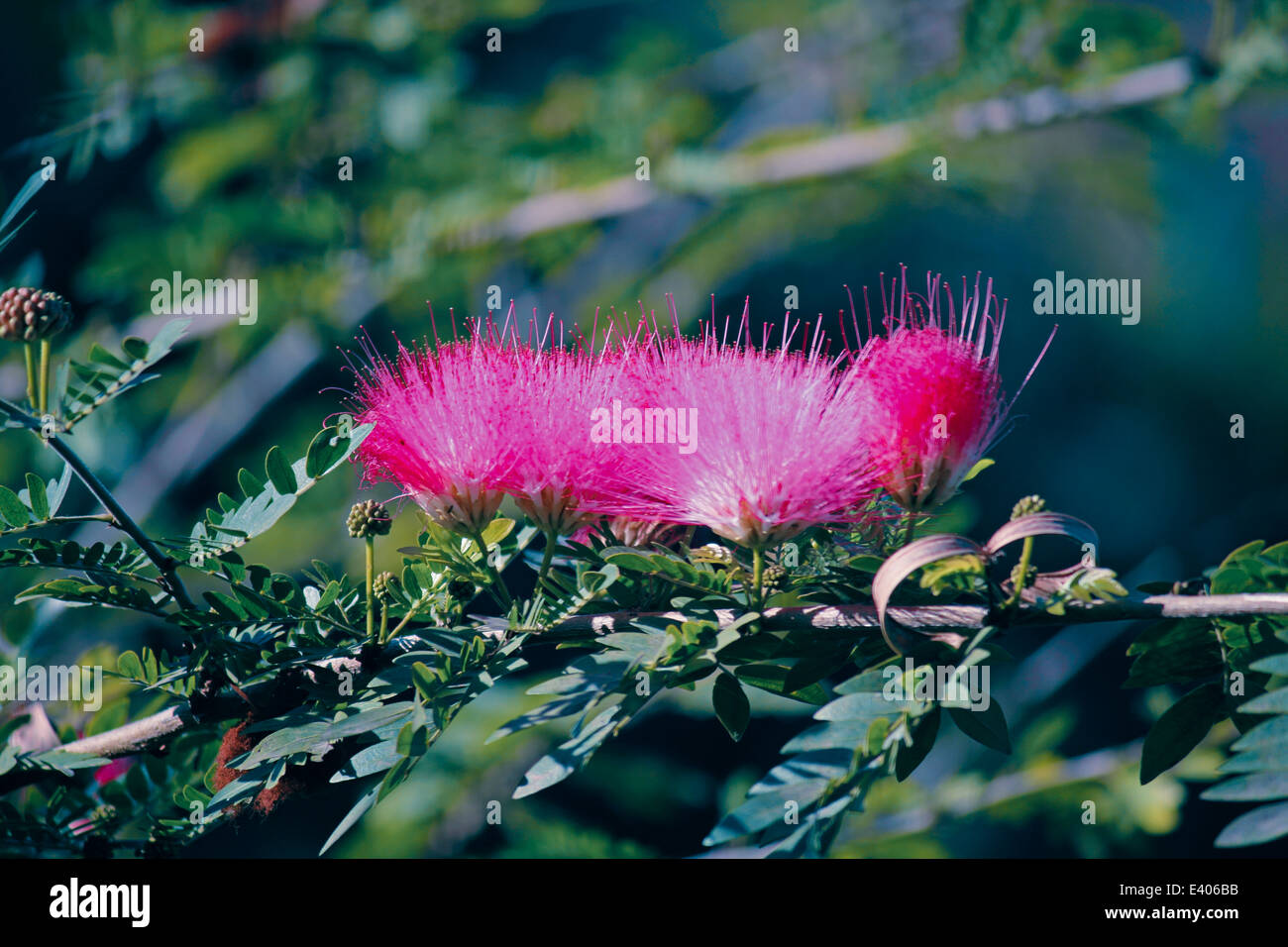 Saman tree hi-res stock photography and images - Alamy