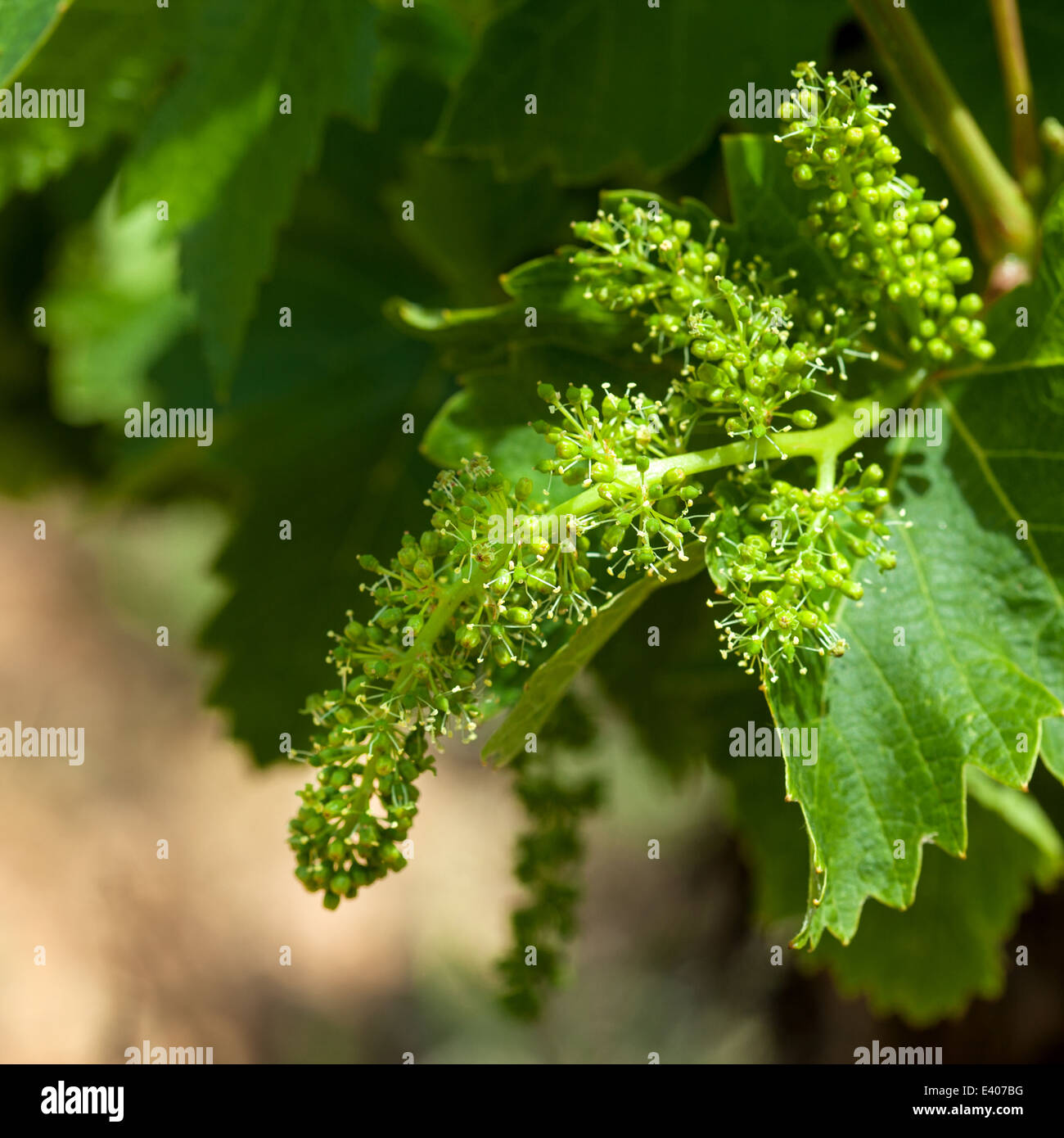 Vineyard winery vine Cut Out Stock Images & Pictures - Alamy