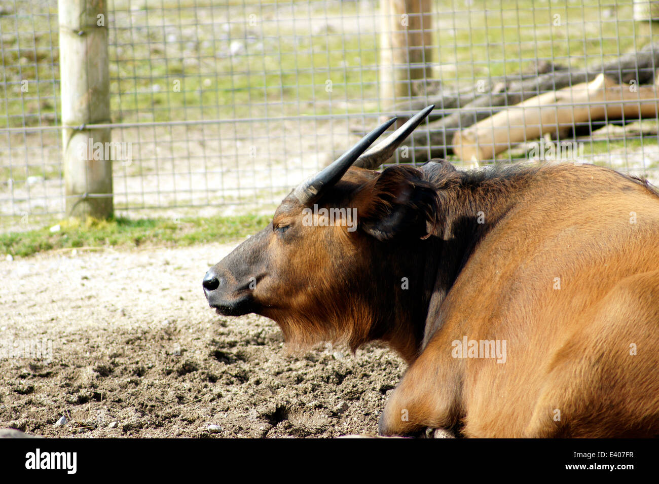 DWARF (CONGO) BUFFALO Stock Photo - Alamy