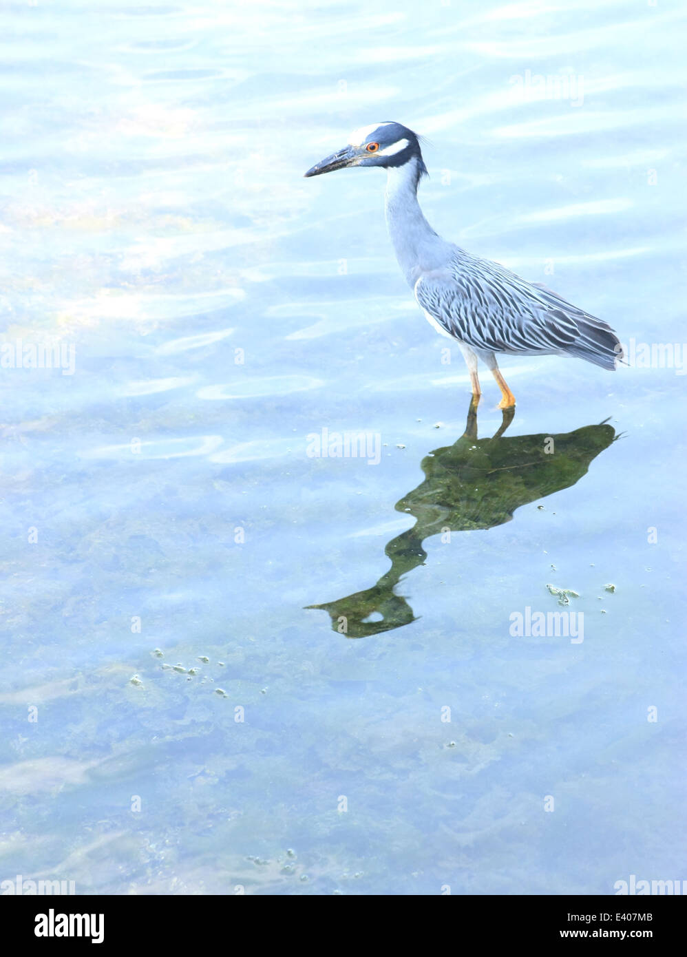 Sea fauna hi-res stock photography and images - Alamy
