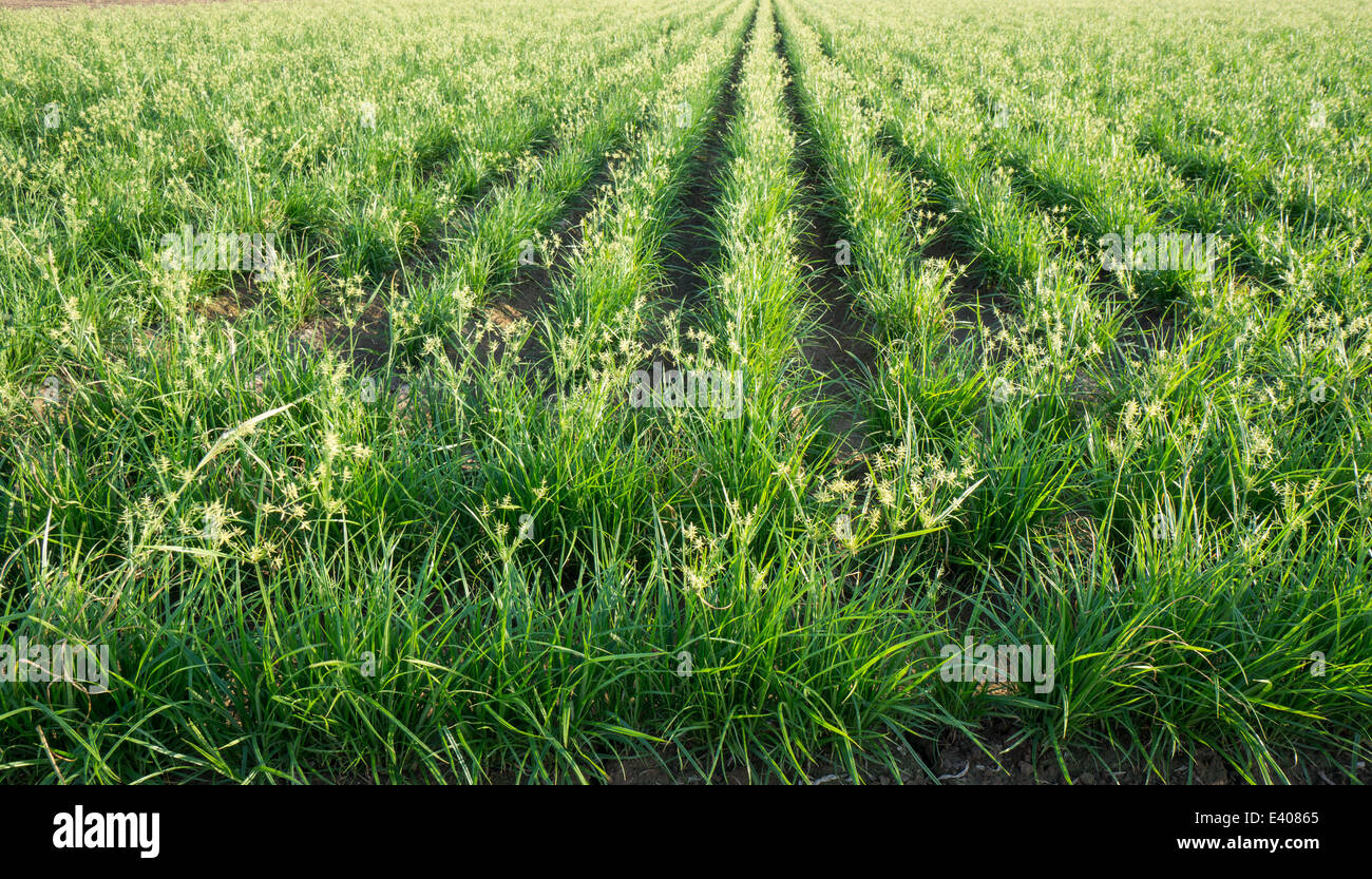 Tiger nut plant hi-res stock photography and images - Alamy