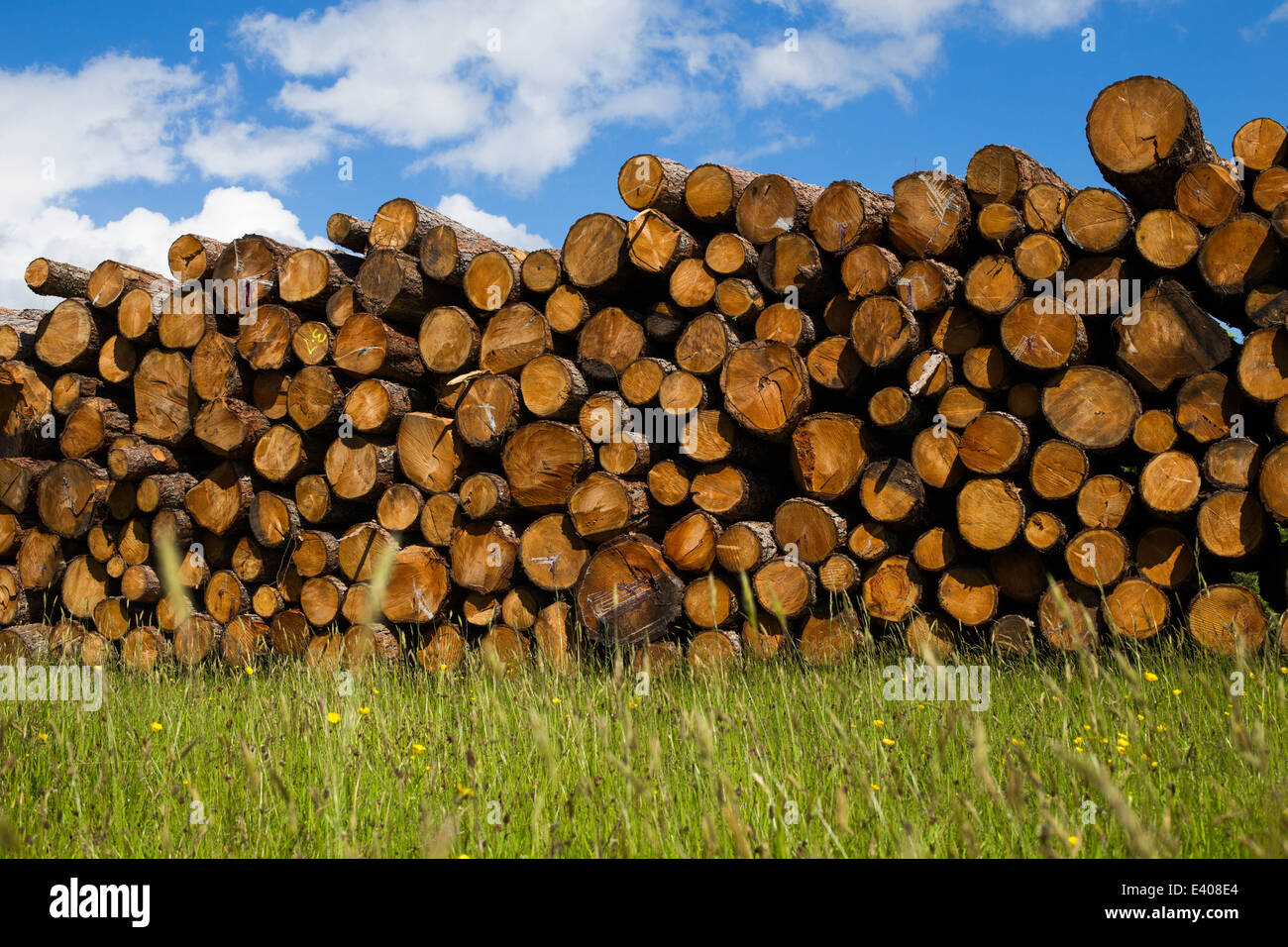 A stack of cut Pine logs Stock Photo - Alamy