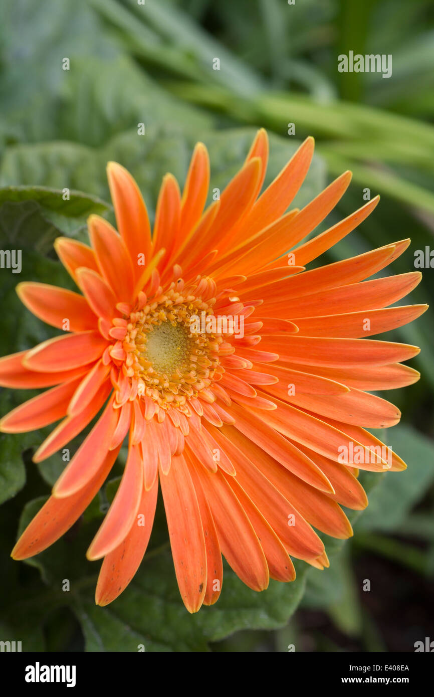 Beautiful orange gerbera flower hi-res stock photography and images - Alamy