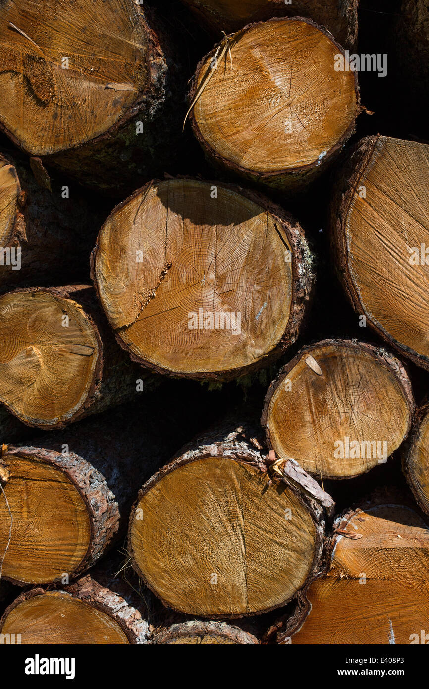 Cut Pine logs Stock Photo - Alamy