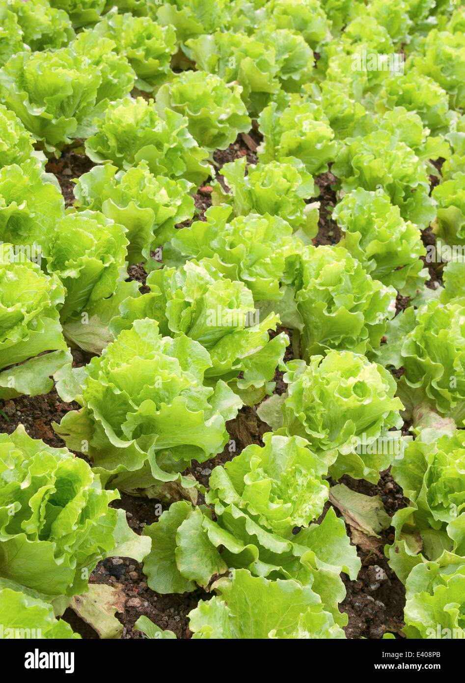 Rows of planted lettuce Stock Photo - Alamy