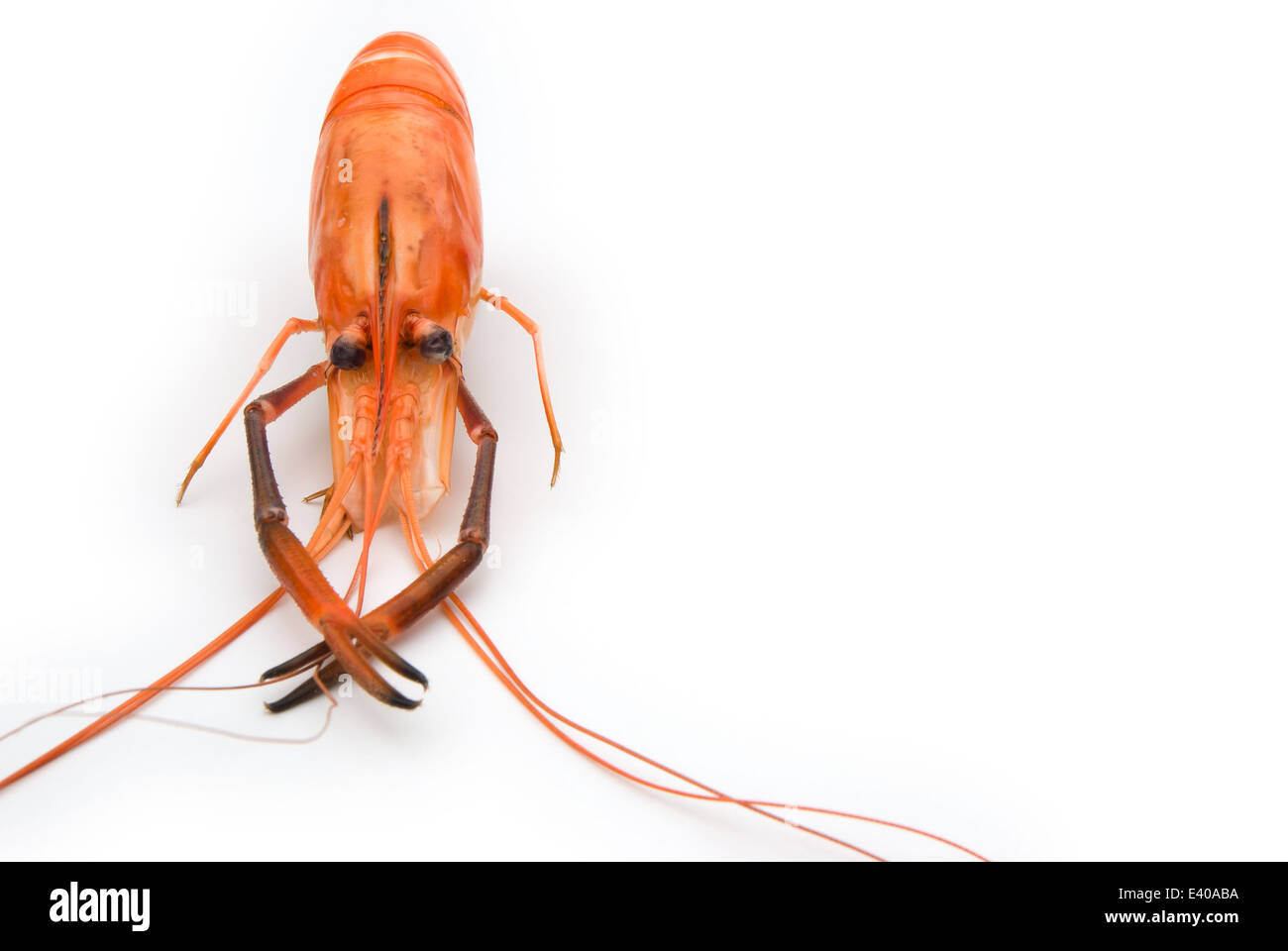 Seafood stands Cut Out Stock Images & Pictures - Alamy