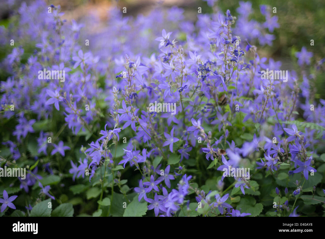 Campanula poscharskyana serbian trailing bellflowers bellflowerv ...