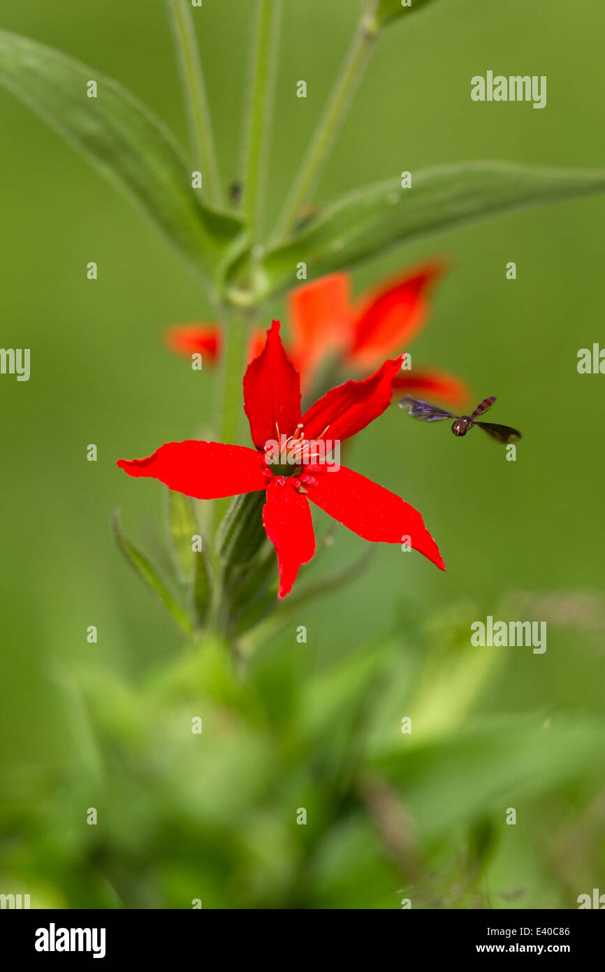 Flowers of royal catchfly (Silene regia Stock Photo - Alamy