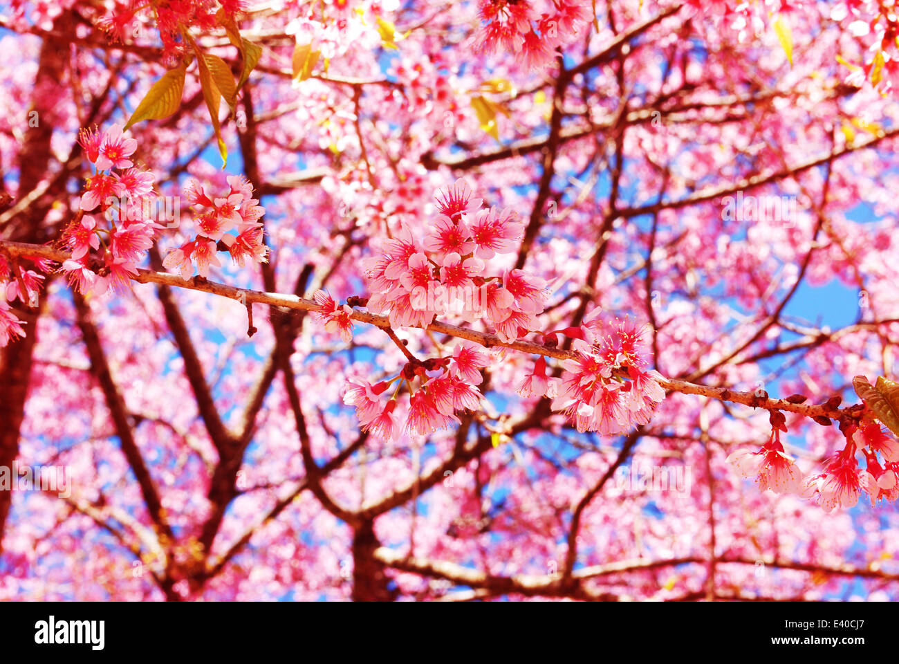 Rosacea tree hi-res stock photography and images - Alamy