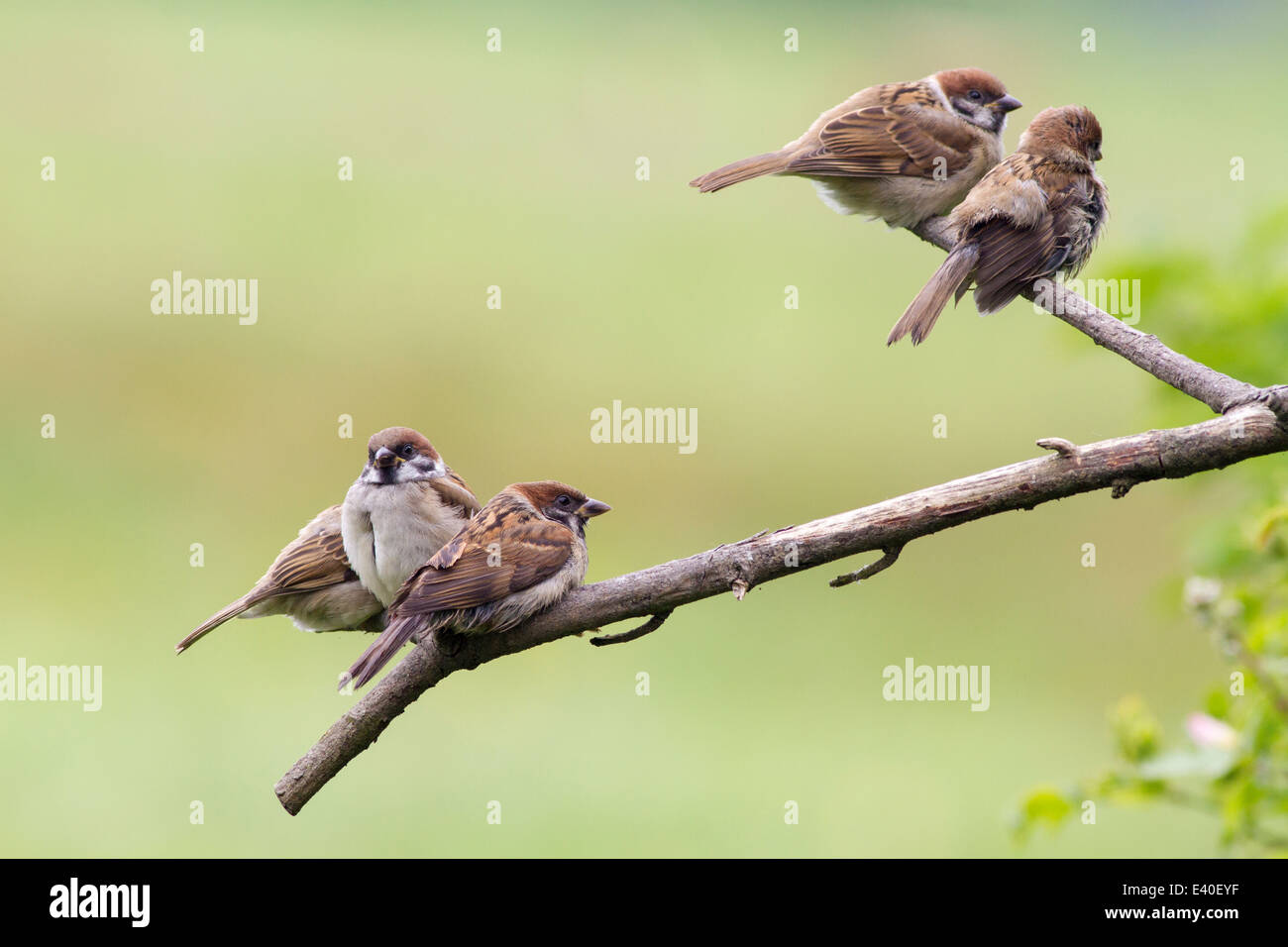 Juvenile Tree Sparrow High Resolution Stock Photography and Images - Alamy