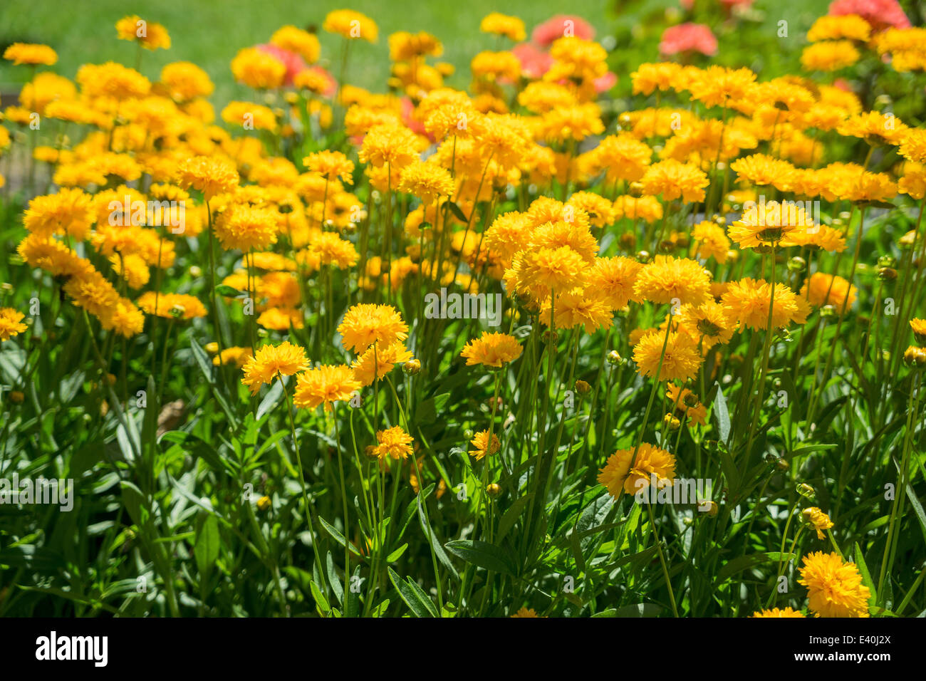 Tickseed Coreopsis grandiflora yellow flowers 'Early Sunrise' Stock ...