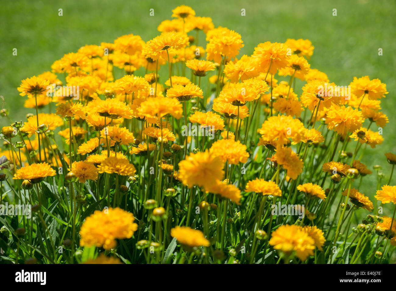 Tickseed Coreopsis grandiflora yellow flowers 'Early Sunrise' Stock ...