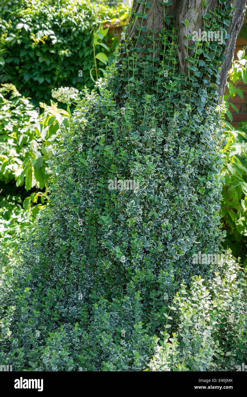 Old tree trunk covered with creeper Stock Photo - Alamy