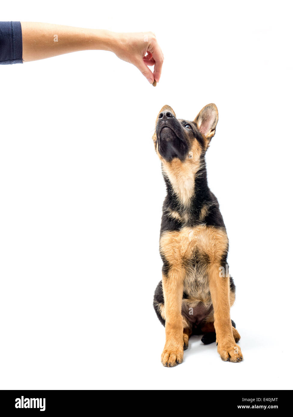 German shepherd puppy being tamed using treat Stock Photo - Alamy