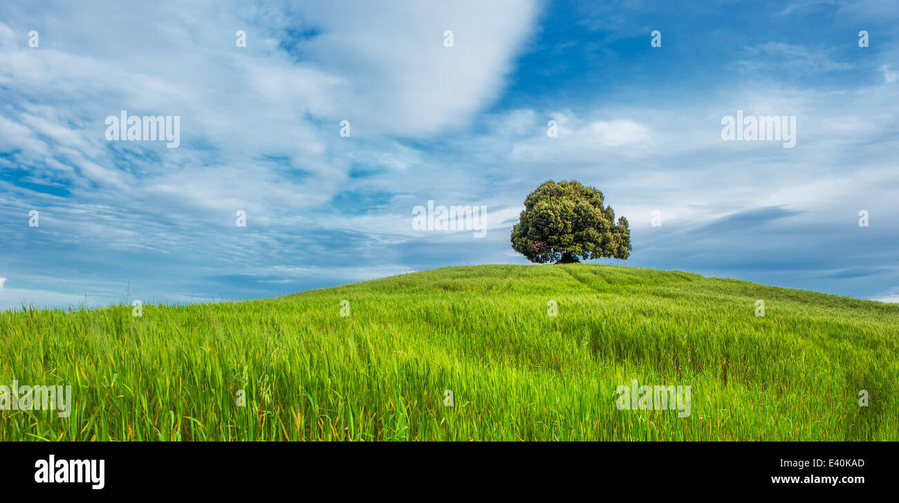 tree in the green field Stock Photo - Alamy