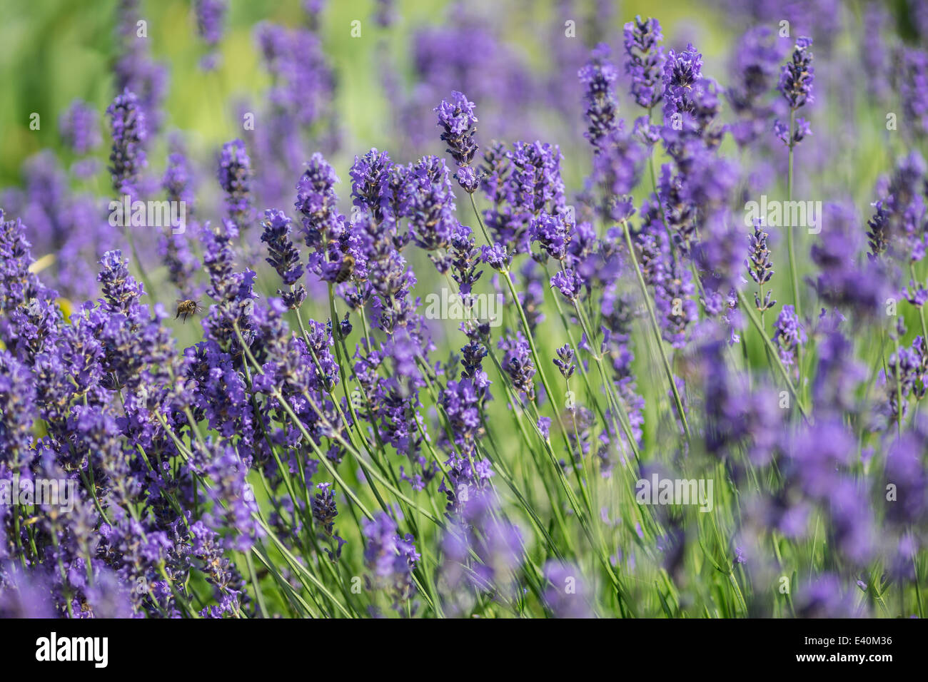 Blooming fragrant lavender flowers close up Lavandula angustifolia ...