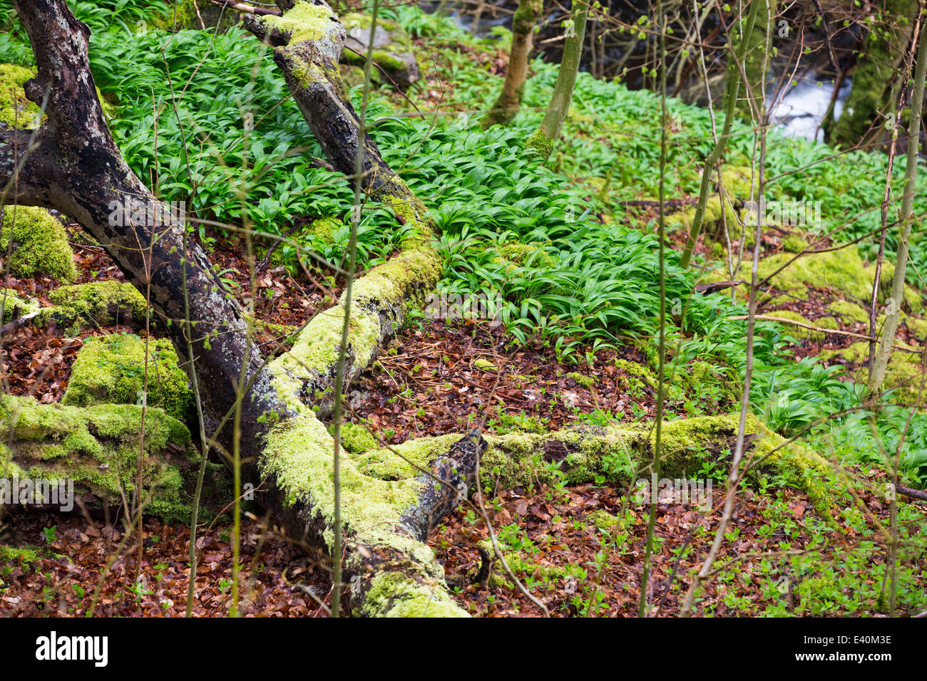 Woodland floor with wild garlic by the Falls of Acharn near loch Tay ...