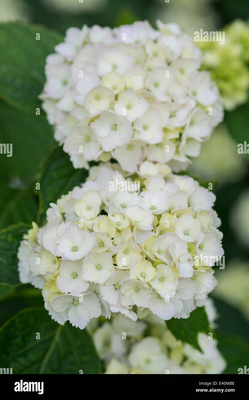 White hydrangea flowers close up Stock Photo - Alamy