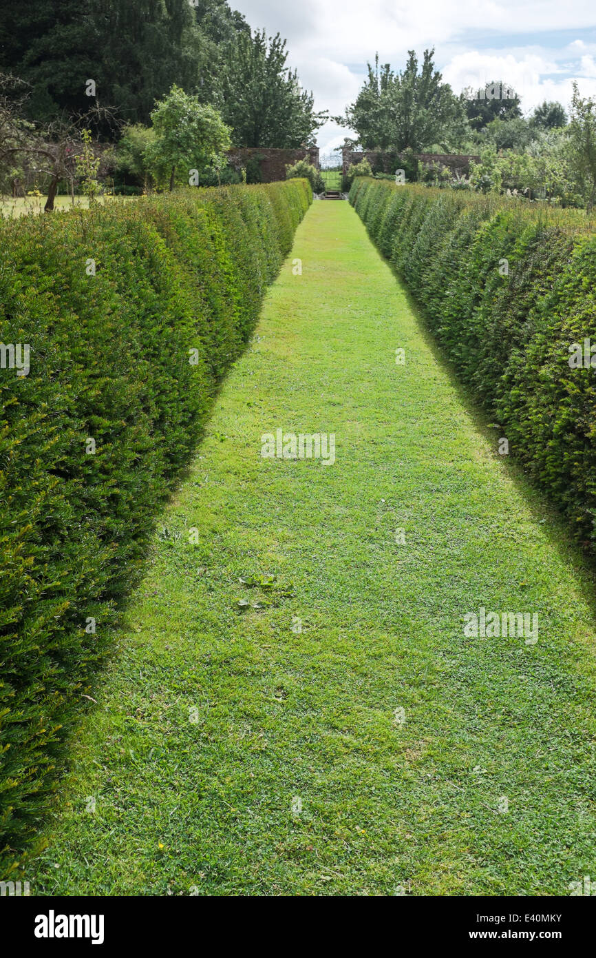 V shape tree prune hi-res stock photography and images - Alamy