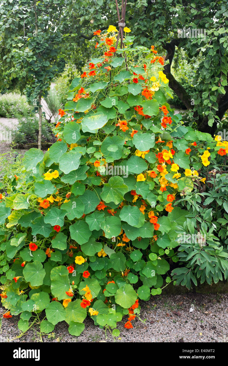 Nasturtiums growing in mound in garden bed, UK Stock Photo - Alamy