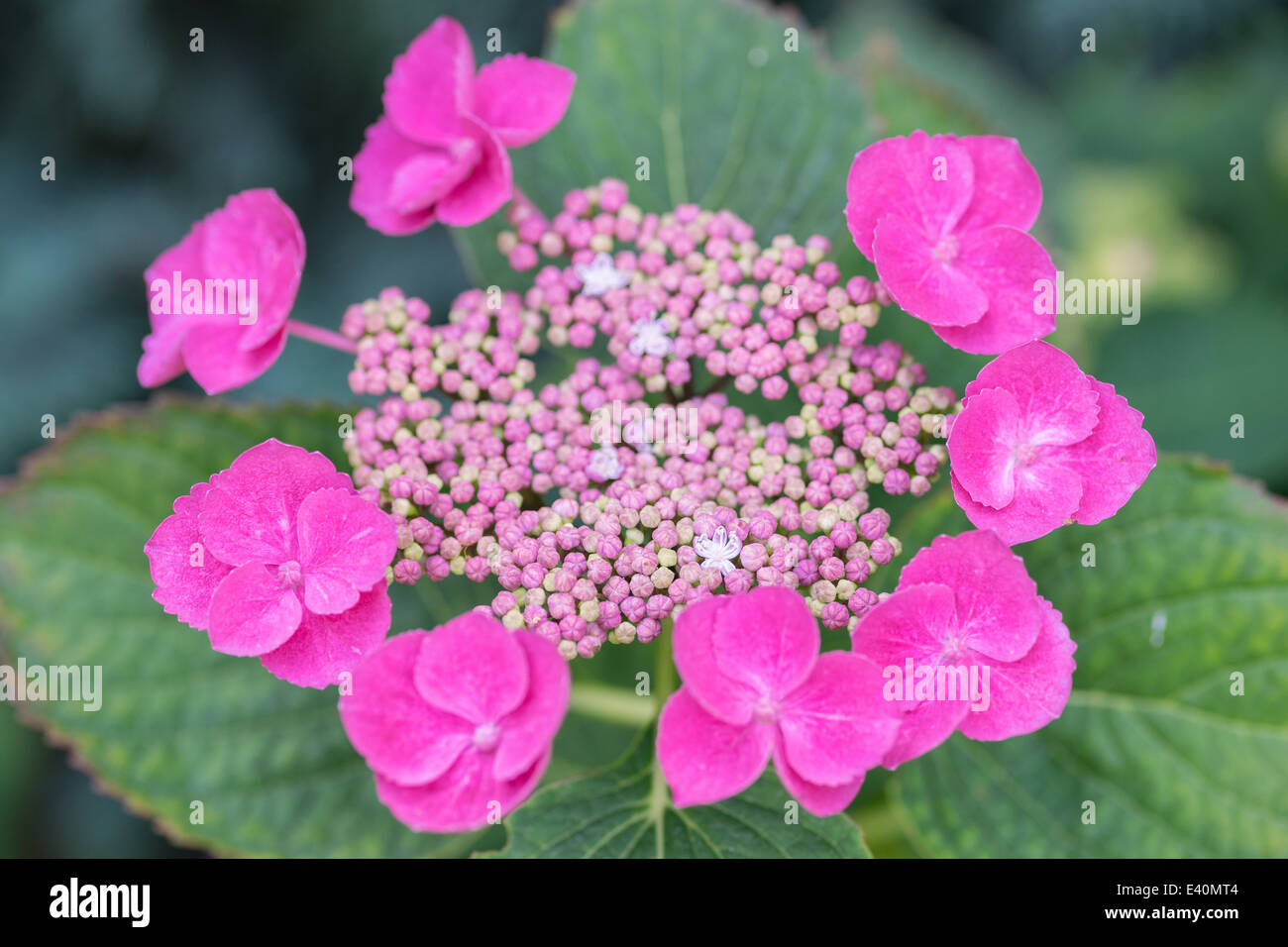 Pink hydrangea flowers close up Stock Photo - Alamy