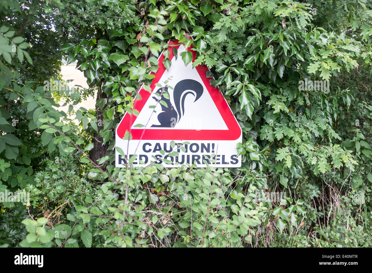 "Caution red squirrels" road sign Stock Photo - Alamy