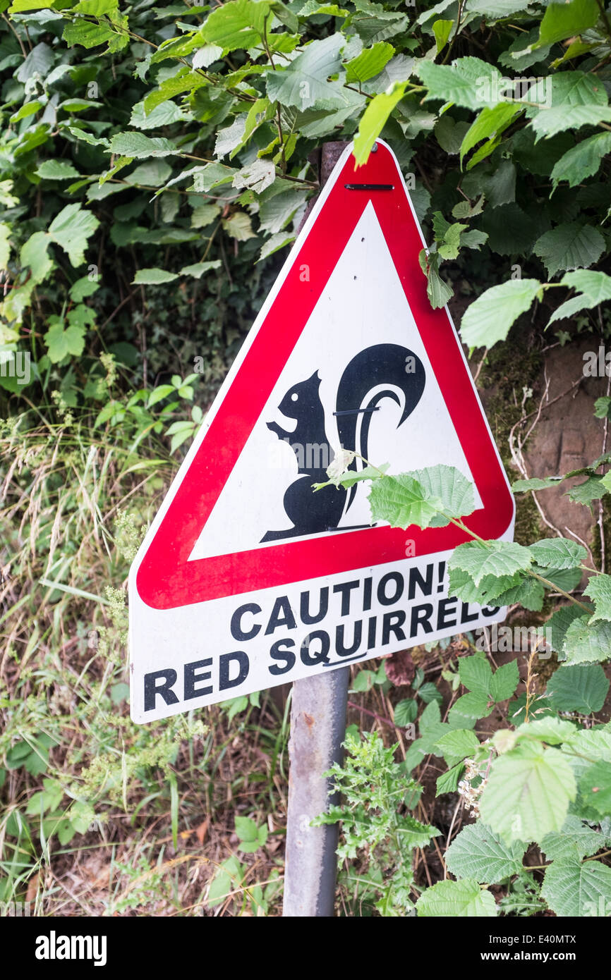 "Caution red squirrels" road sign Stock Photo - Alamy