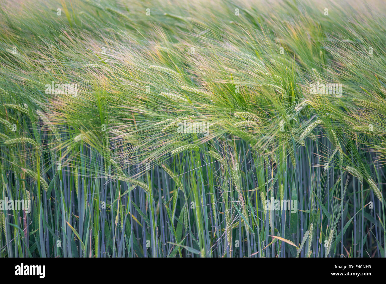 Secale cereale hi-res stock photography and images - Alamy