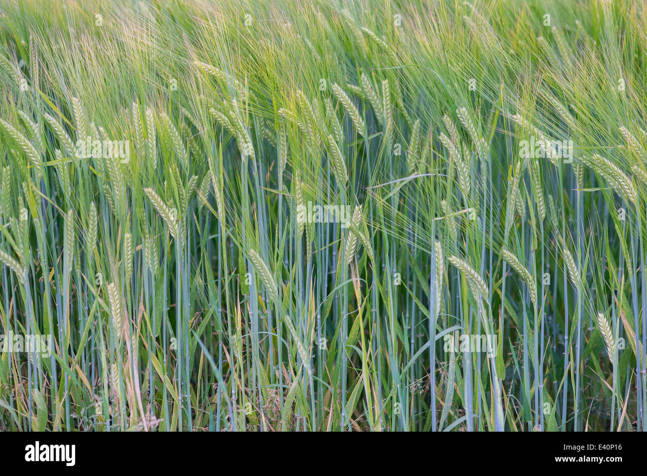 Ears and stems of green rye Secale cereale Stock Photo - Alamy
