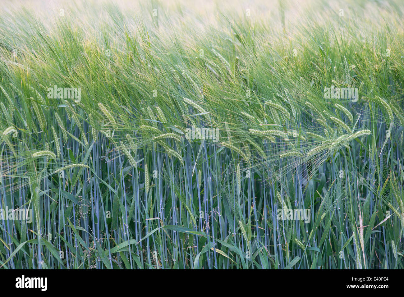 Ears and stems of green rye Secale cereale Stock Photo - Alamy