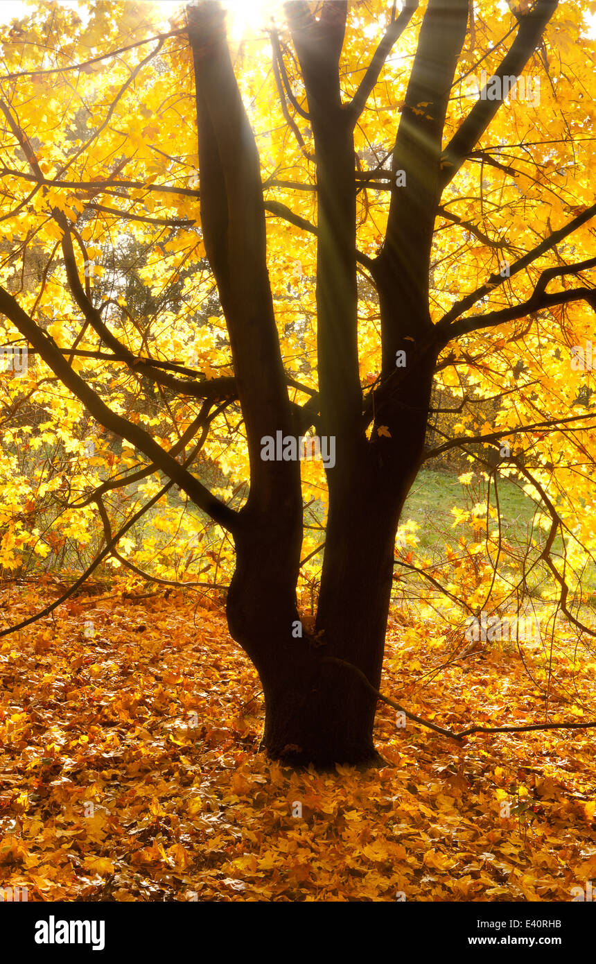 Golden beams of light through a tree hi-res stock photography and ...