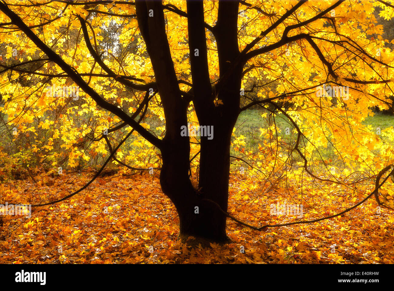 Sun shining through a backlit autumn tree Stock Photo - Alamy