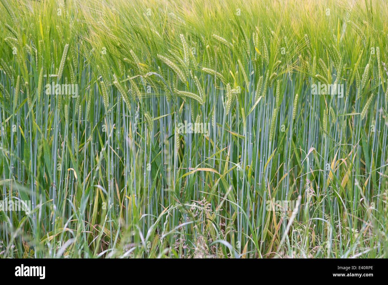 Ears and stems of green rye Secale cereale Stock Photo - Alamy