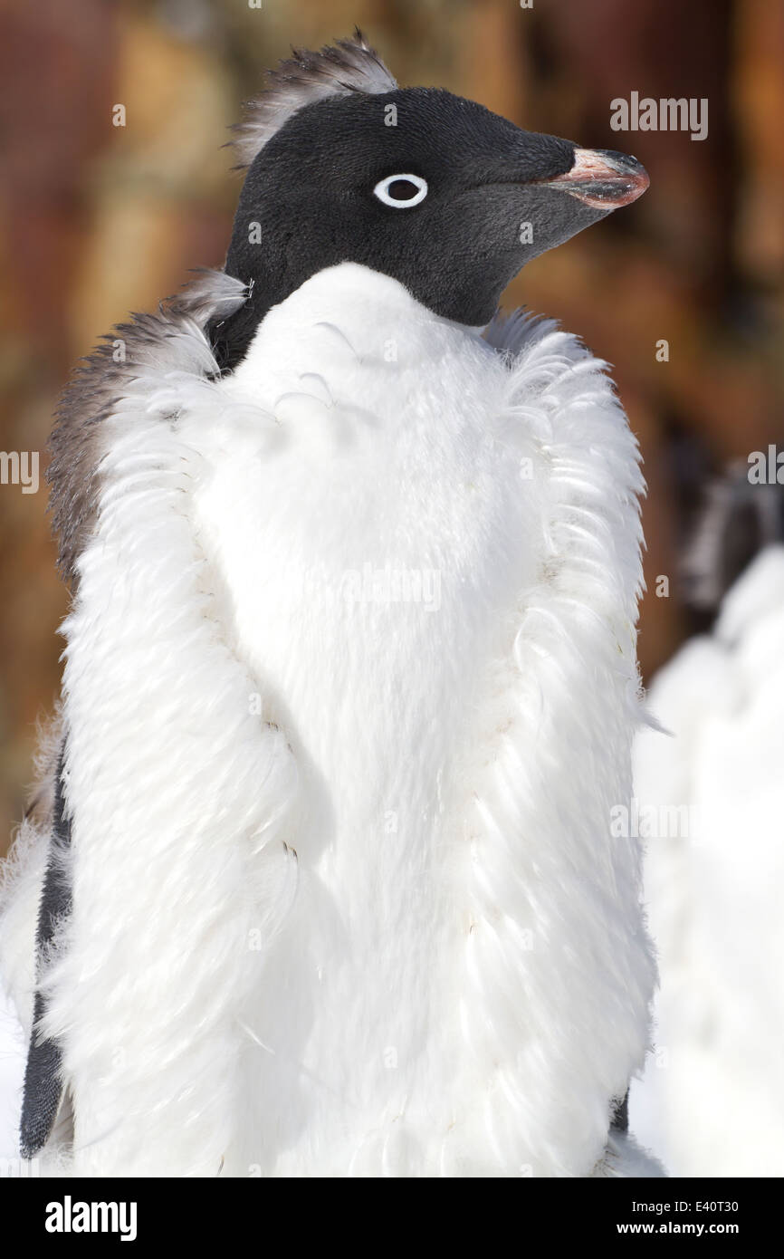 portrait moulting Adelie Penguin with a mohawk on his head sunny autumn ...