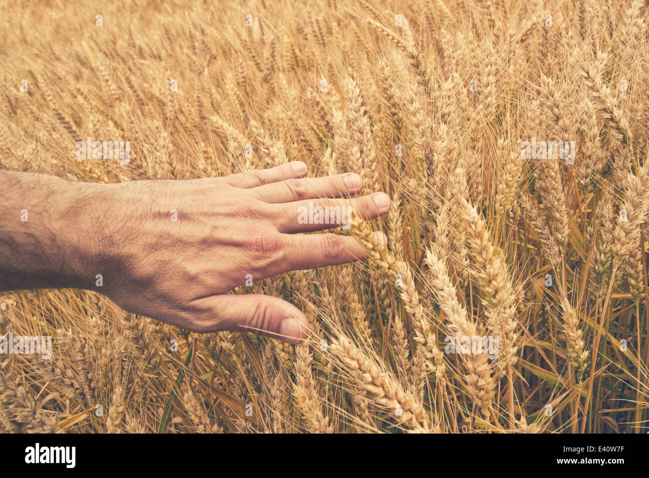 Farmer hand in Wheat field. Agricultural cultivated wheat field Stock ...